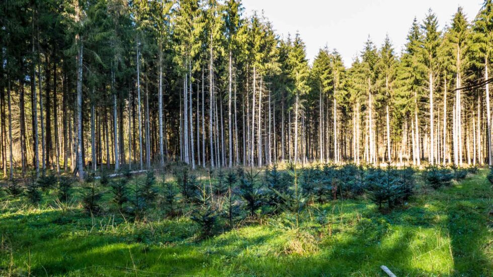 Maderera Andina | Una empresa del Grupo Andina